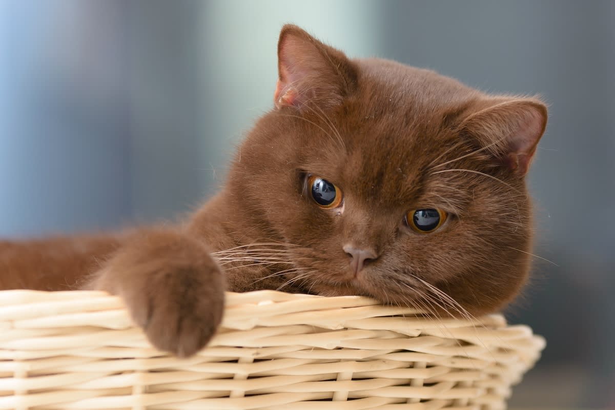 Brown Kitten With 'Arm Whiskers' Is Making Everyone Smile - Parade Pets