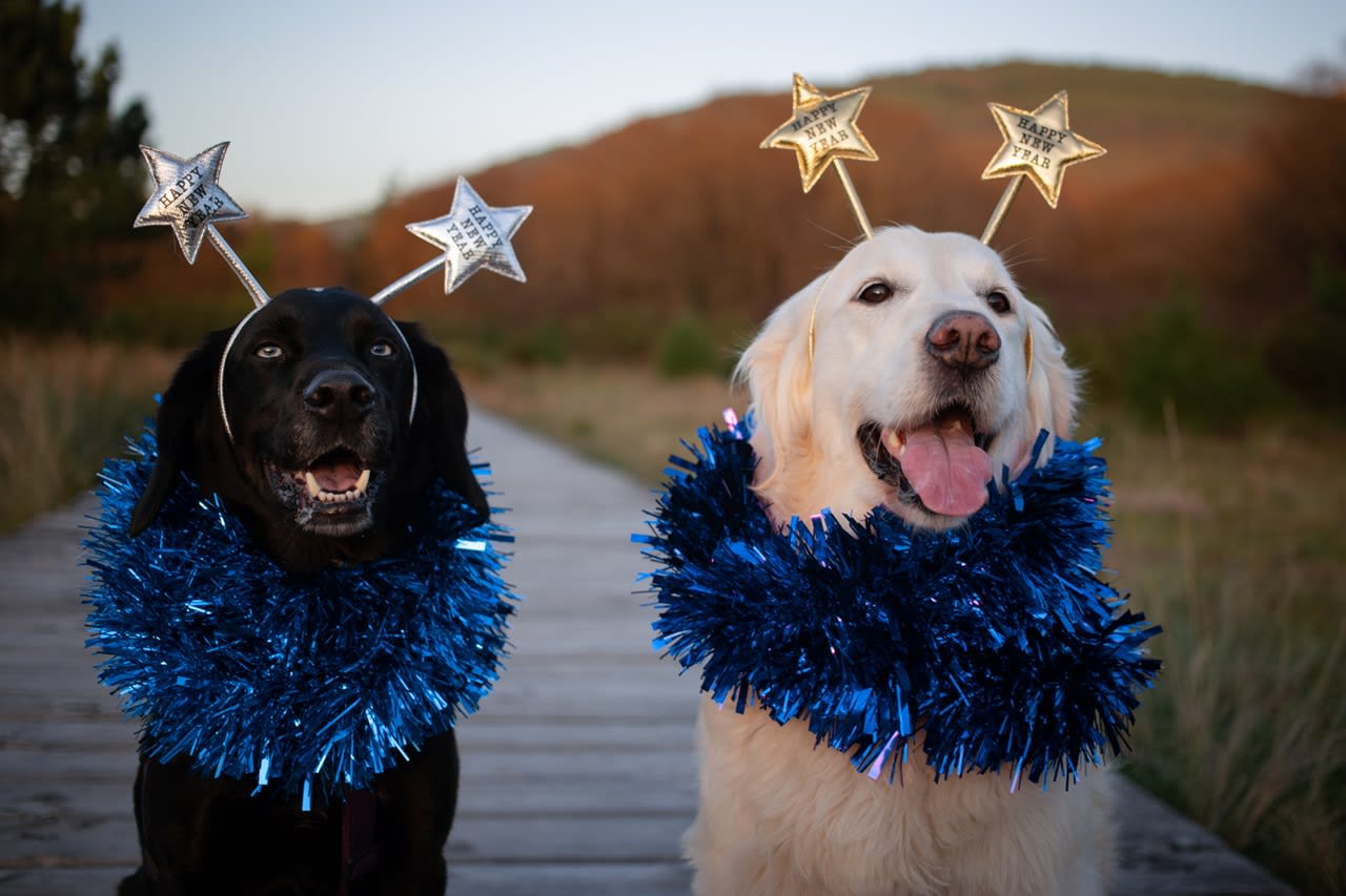 The #1 New Year’s Resolution Every Dog Needs, According to a Vet ...