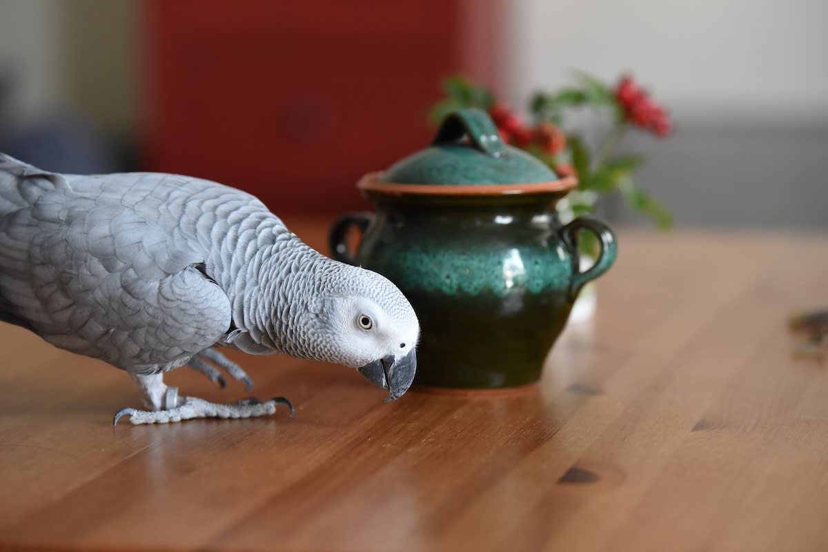 Sweet Parrot ‘Turns Frown Upside Down’ With a Cup of Tea - Parade Pets