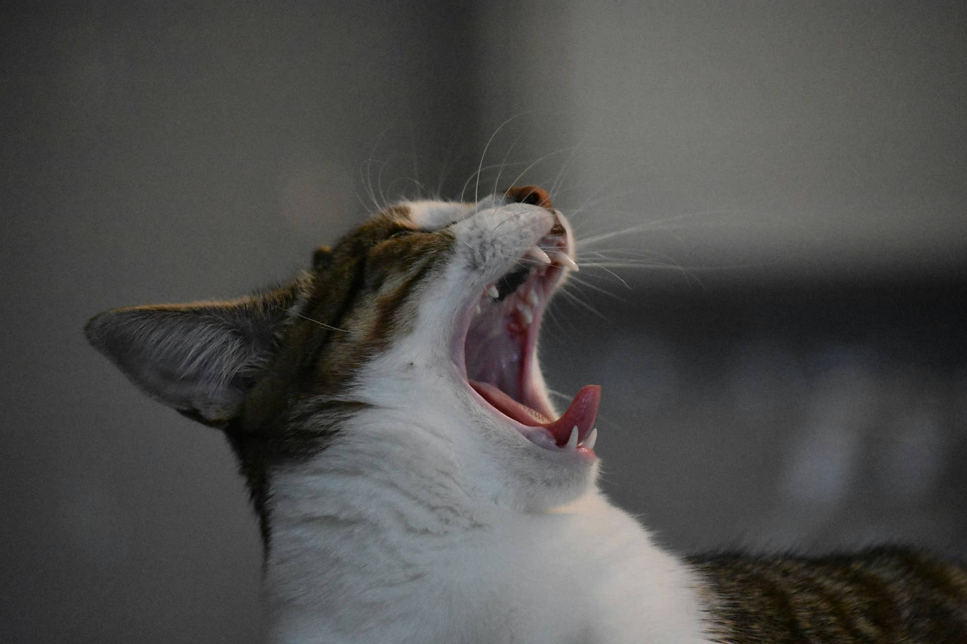 Singing Cat Proves It Really Is the Most Wonderful Time of the Year ...