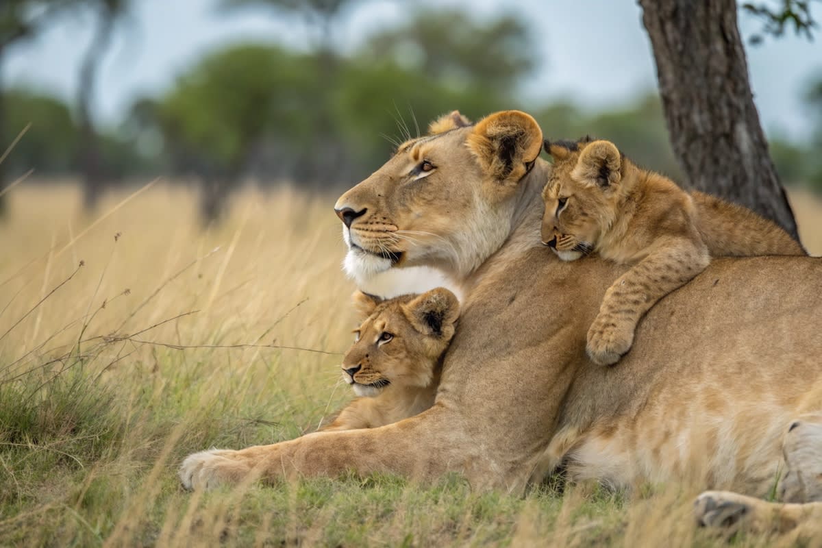 Lion Cubs Turn Mom Into Epic Jungle Gym Like Legit Toddlers - Parade Pets