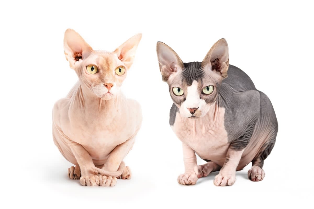 Sphynx Cat Siblings Sneaking Holiday Ham Are Just Too Funny - Parade Pets