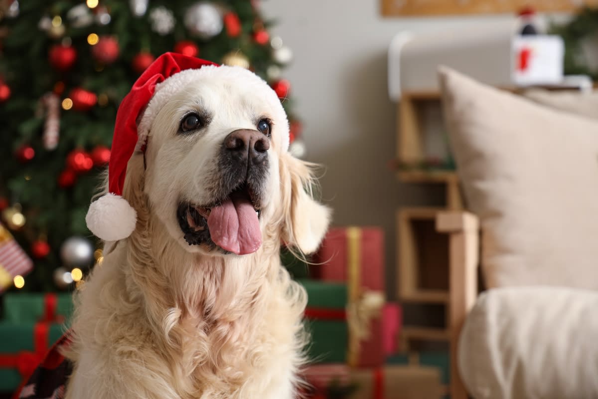 Golden Retriever Chooses Holiday Party Dinner Guest as His Person at ...