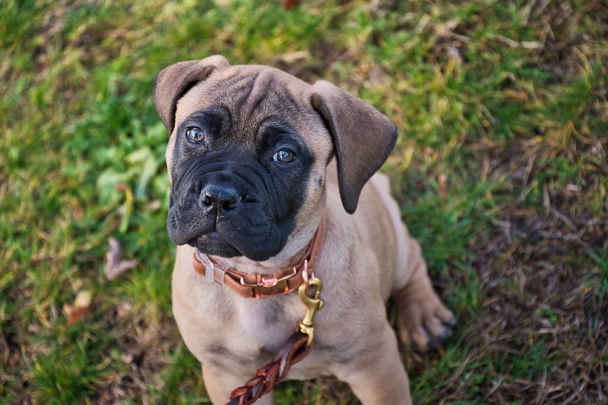 Bull Mastiff Puppy's Humungous Paws Make Him Irresistible - Parade Pets