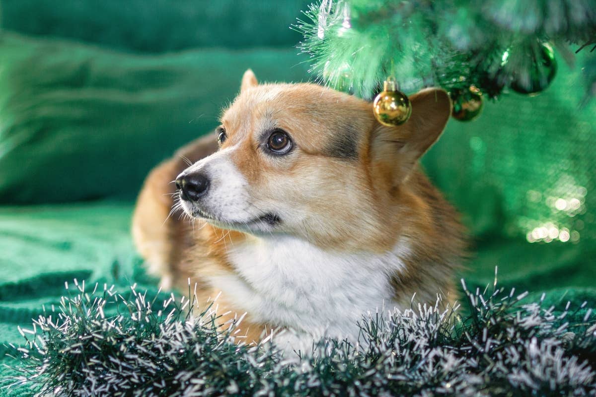 Generous Corgi Keeps Dropping Little 'Gifts' by Family's Nativity Scene ...
