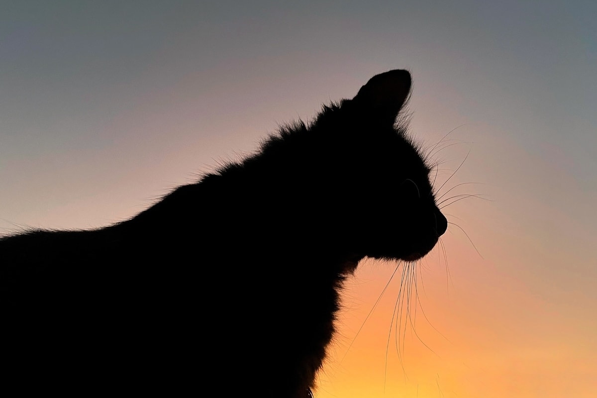 Friendly Black Cat Becomes the Surprise Star of Stonehenge’s Winter ...