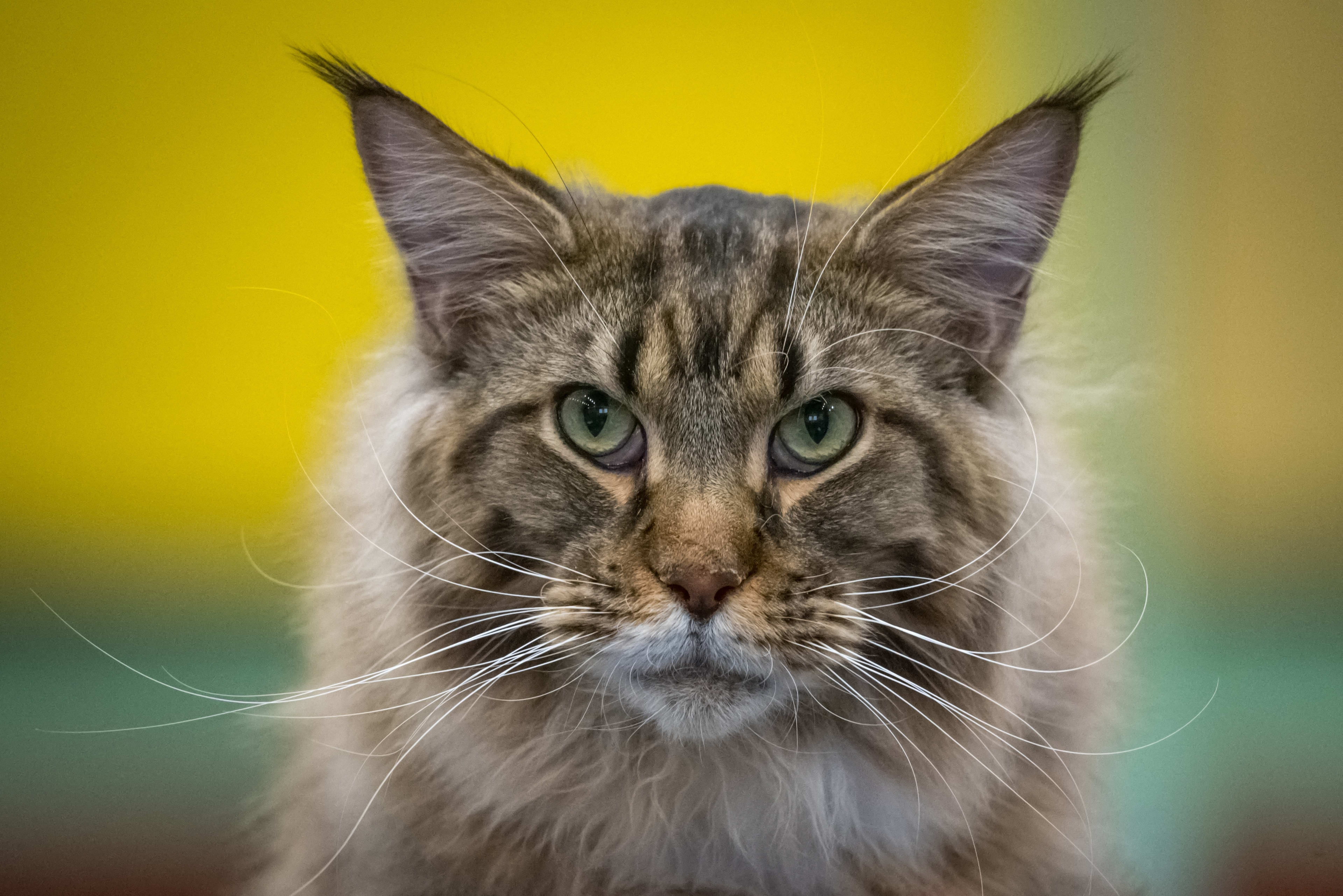 Maine Coon Cat Meeting Toy Poodle Puppy Couldn't Be Sweeter - Parade Pets
