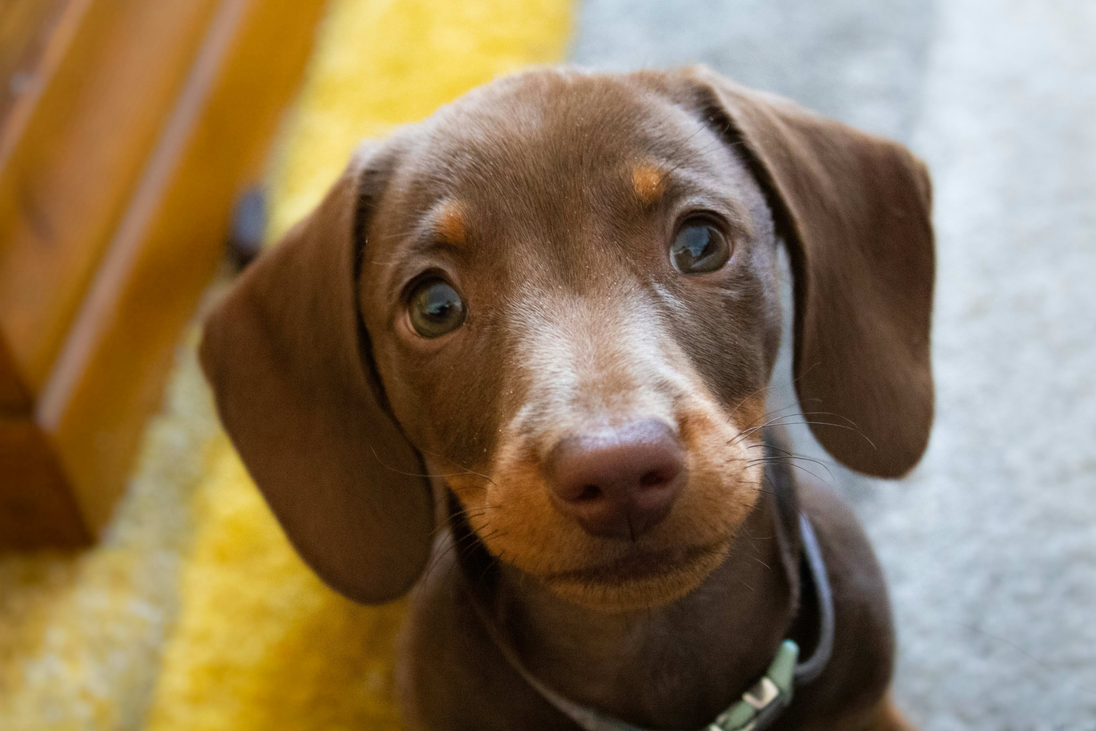 Dachshund Gives Epic Side-Eye and Freezes in Place Out of Disgust for ...