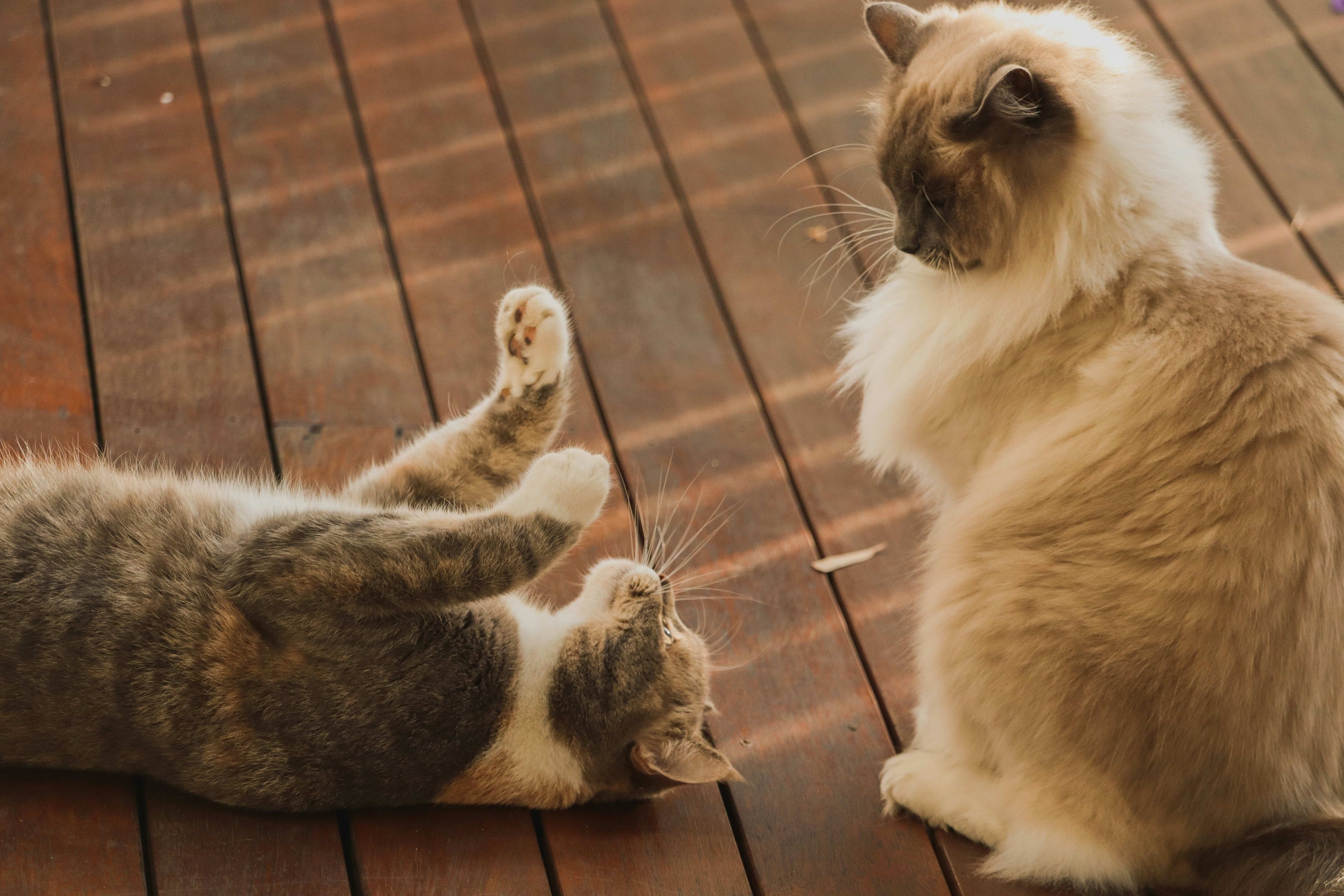 First Time Ragdoll Cat's Complicated Feelings for 'Baby Daddy' Are Like ...