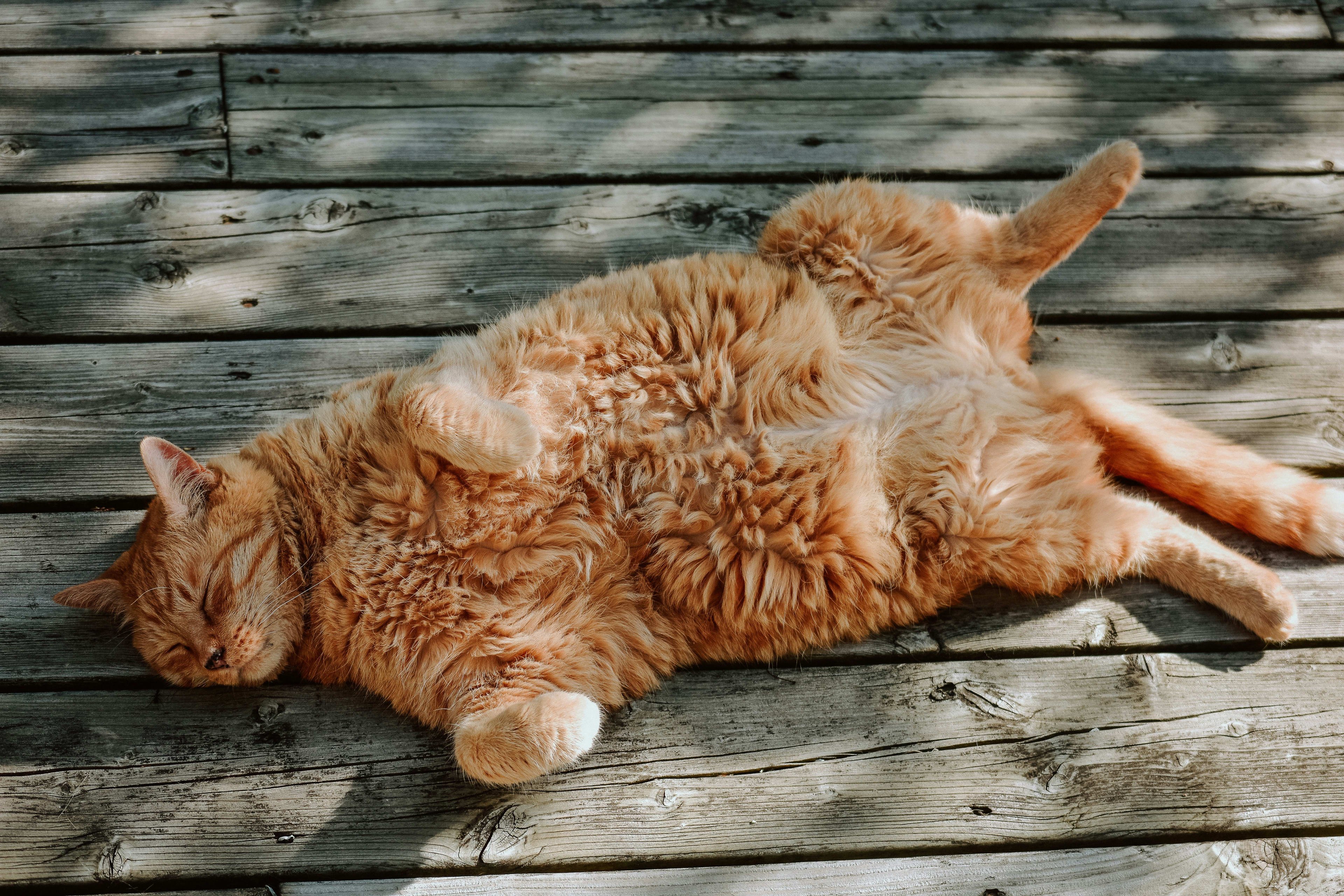 Orange Cat Is 'Blissed Out on Kisses' and It's So Cute, We Can't Take ...