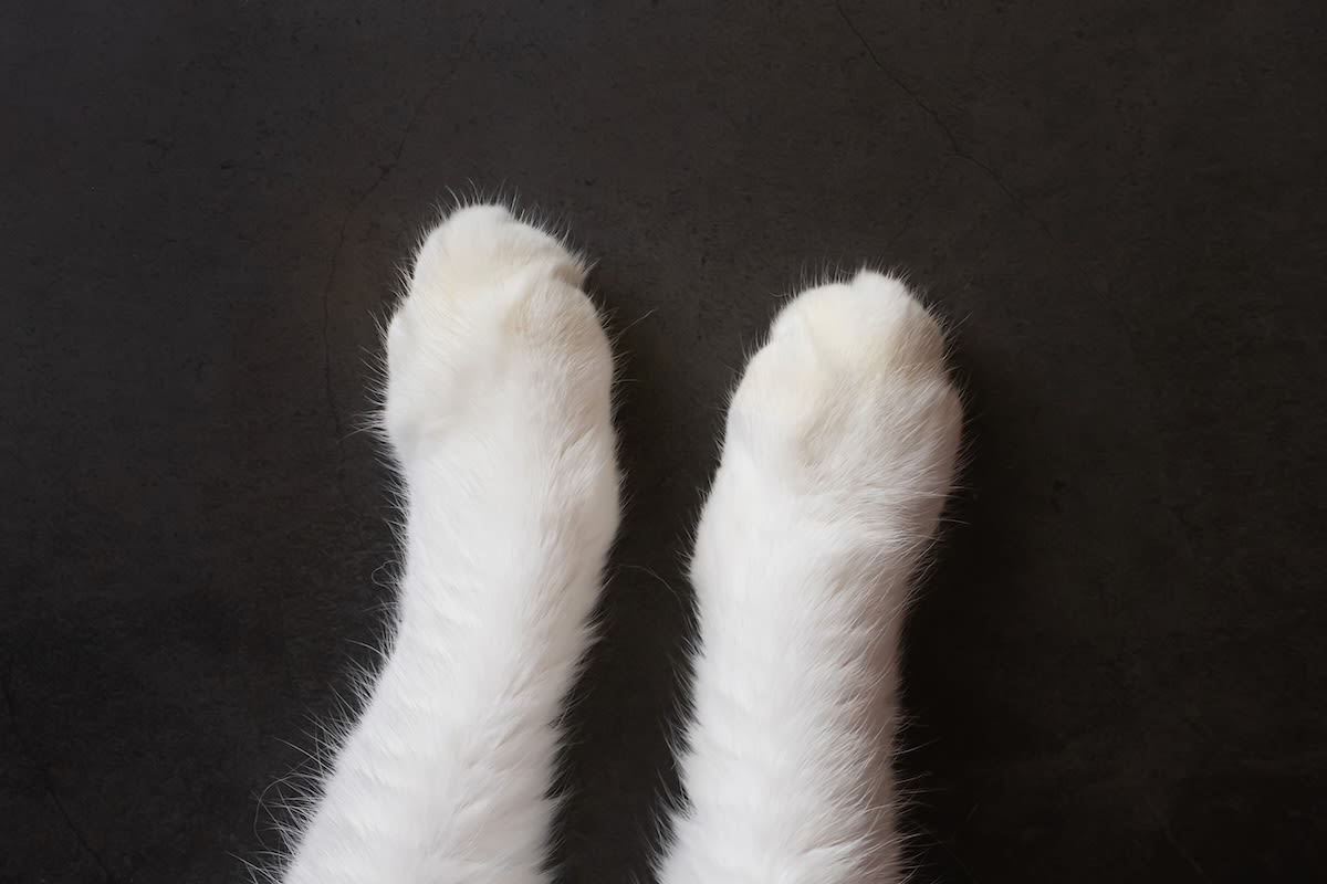 White Scottish Fold Cat Lounging in the Sink Has One Brain Cell Working ...