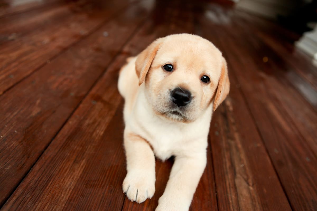 cute labrador