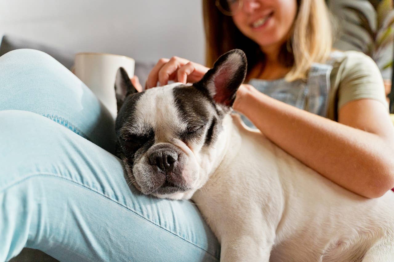 7 Signs Your Dog Is Bonded to You and Loves You, Say Experts - Parade Pets
