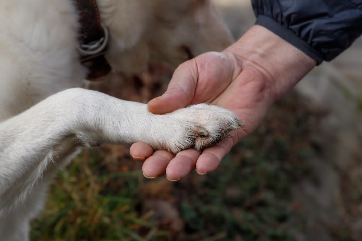 Asian Shepherd Puppy Looks Full-Grown at Just 10 Weeks Old - Parade Pets