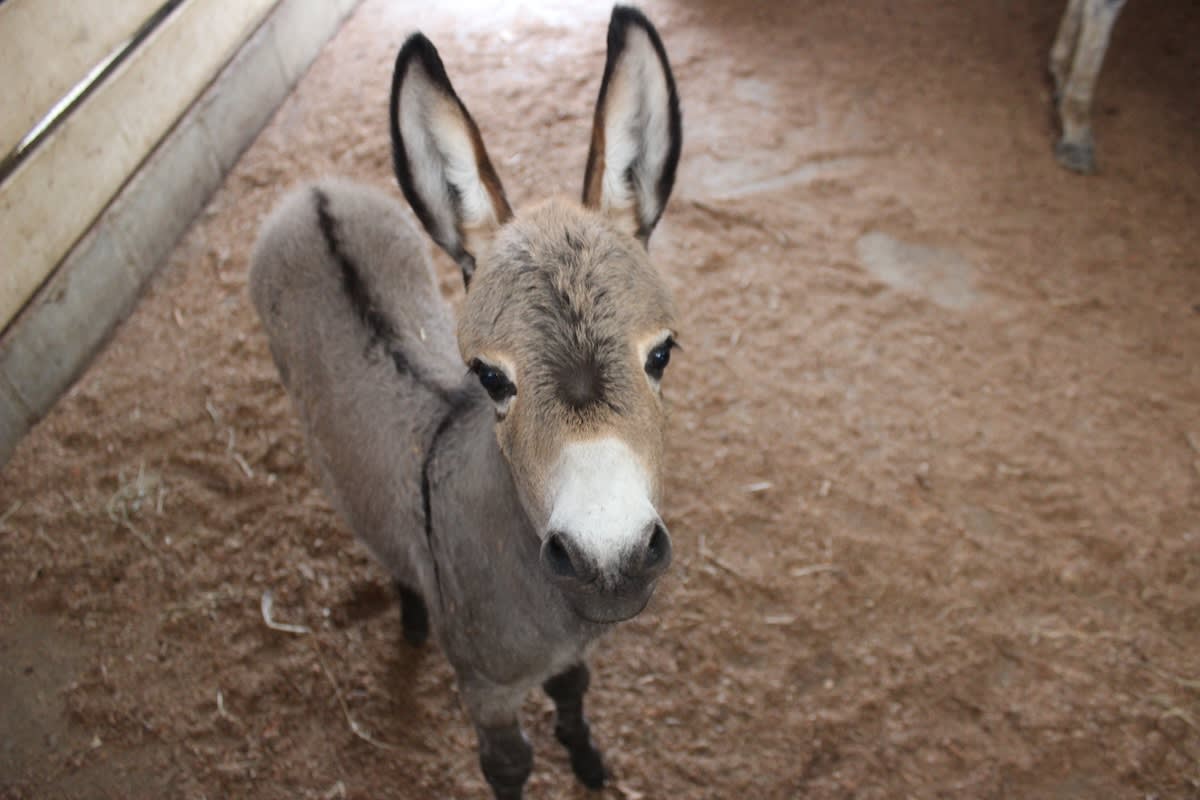 Precious Newborn Donkey Will Have To Grow Into Her Mile-Long Legs ...