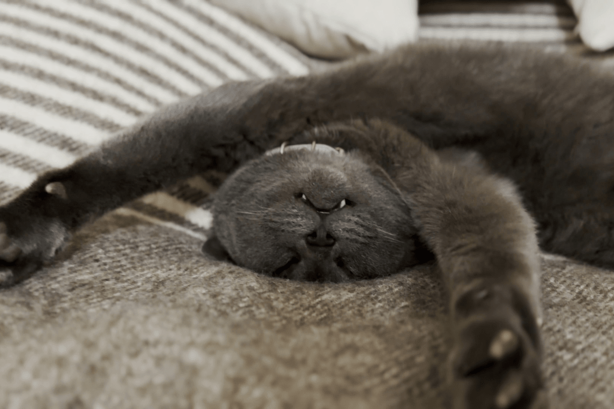 Gray Cat’s Hilarious Half-Asleep Face Makes Her Look Straight-up ...