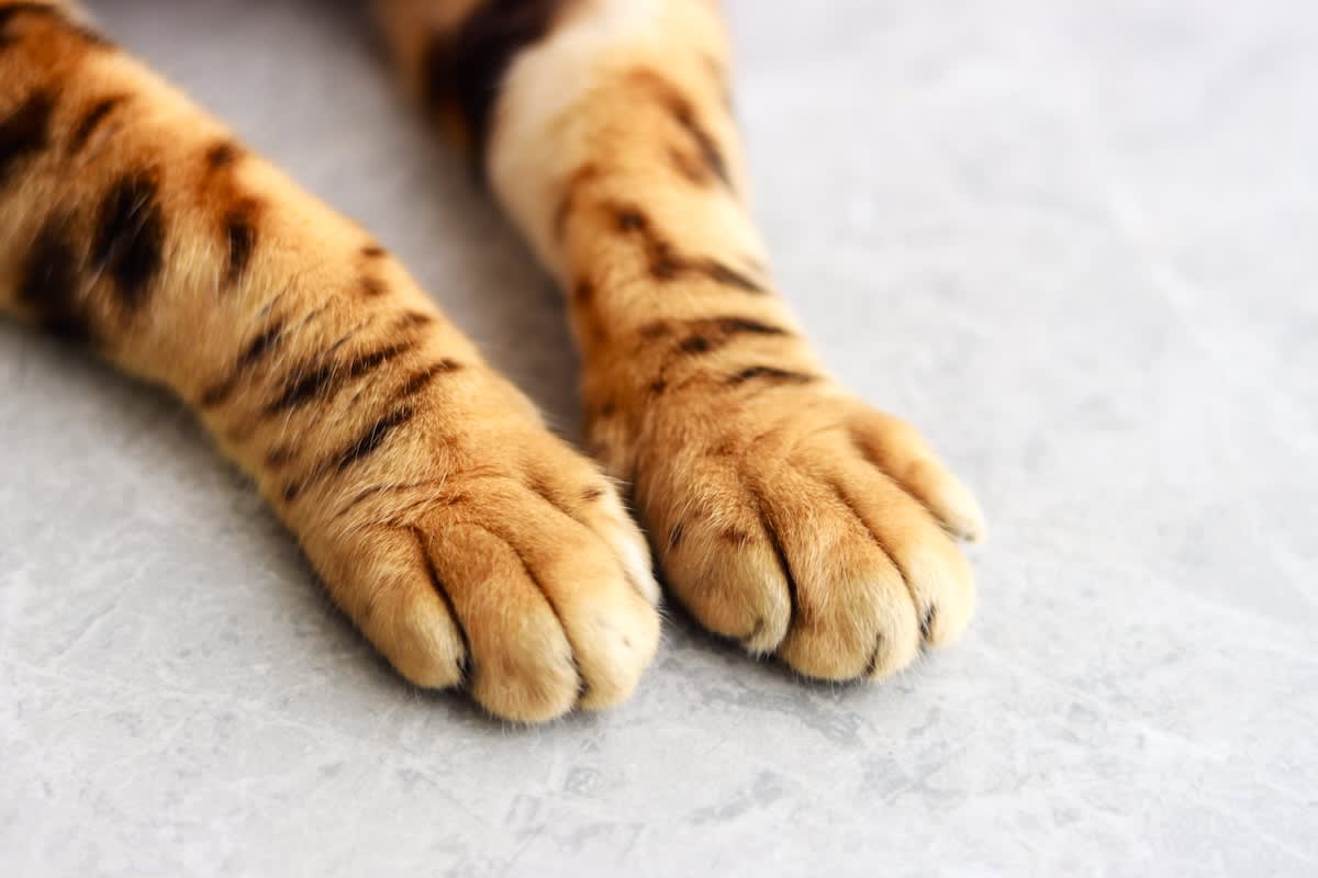 Cute Maine Coon-Persian Cat’s Winter Coat Is Setting Trends - Parade Pets