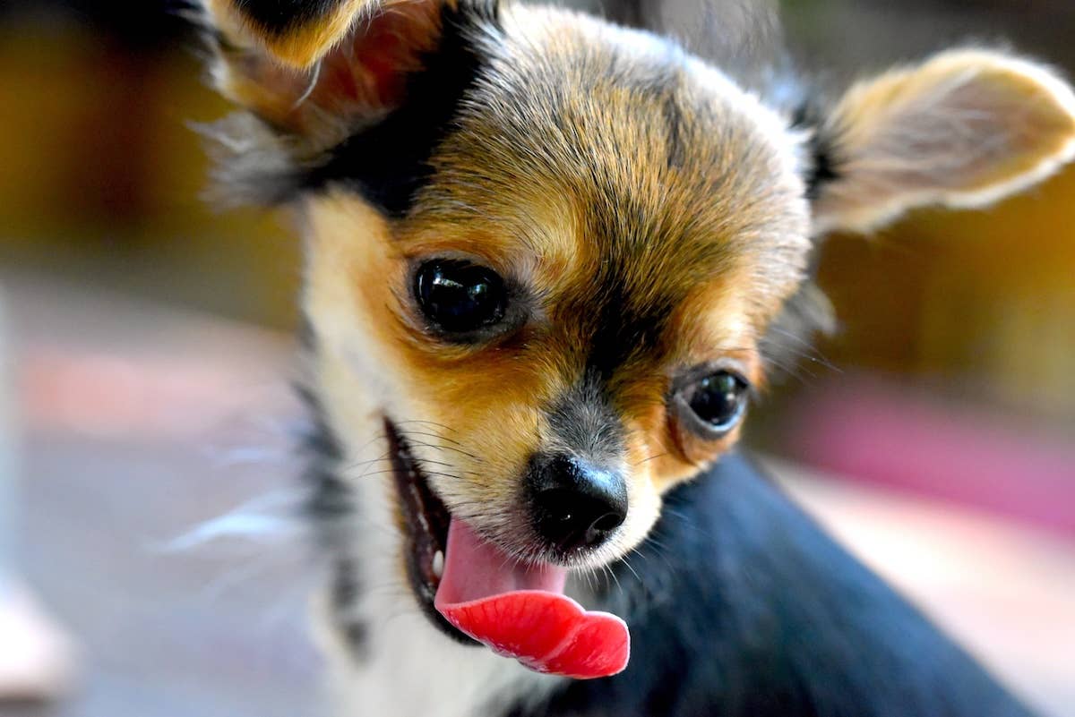 Ridiculously Tiny Chihuahua in a Snail Costume Scoots Along as Fast as ...