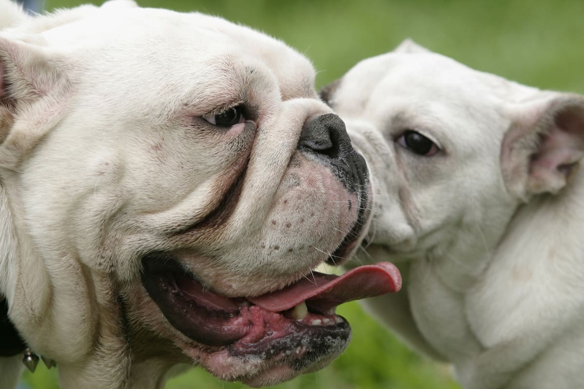Bulldog Finally Finds the 'Love of His Life' and It's Too Adorable to ...