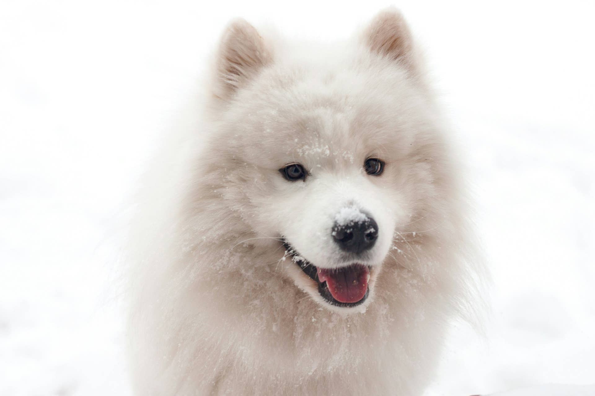 Samoyed's Human-Like Good Morning Hug for Dad Will Have You Amazed ...
