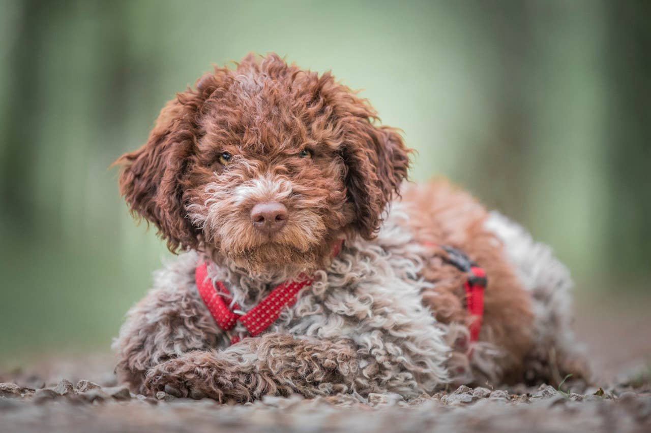6 Italian Dog Breeds Vets Recommend & Love - Parade Pets