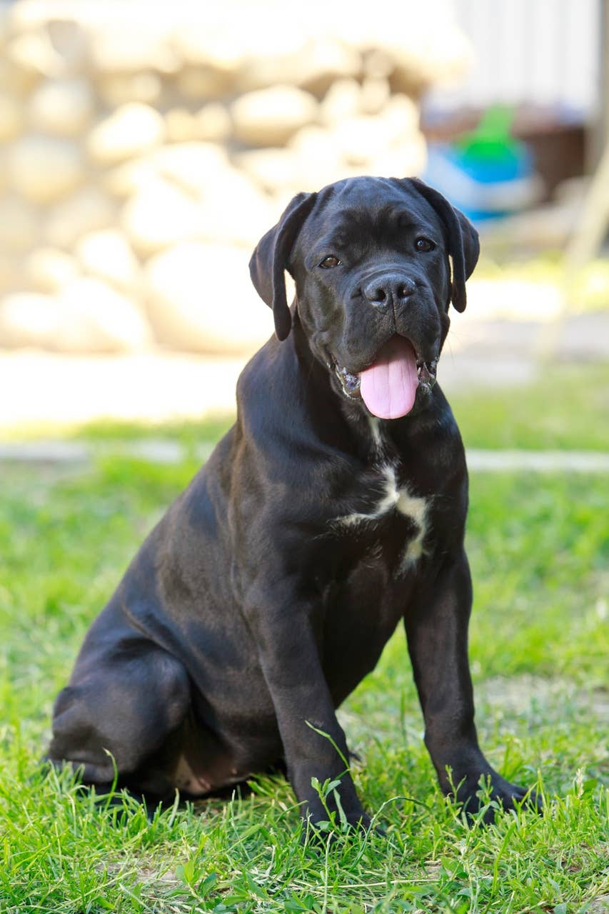 6 Italian Dog Breeds Vets Recommend & Love - Parade Pets