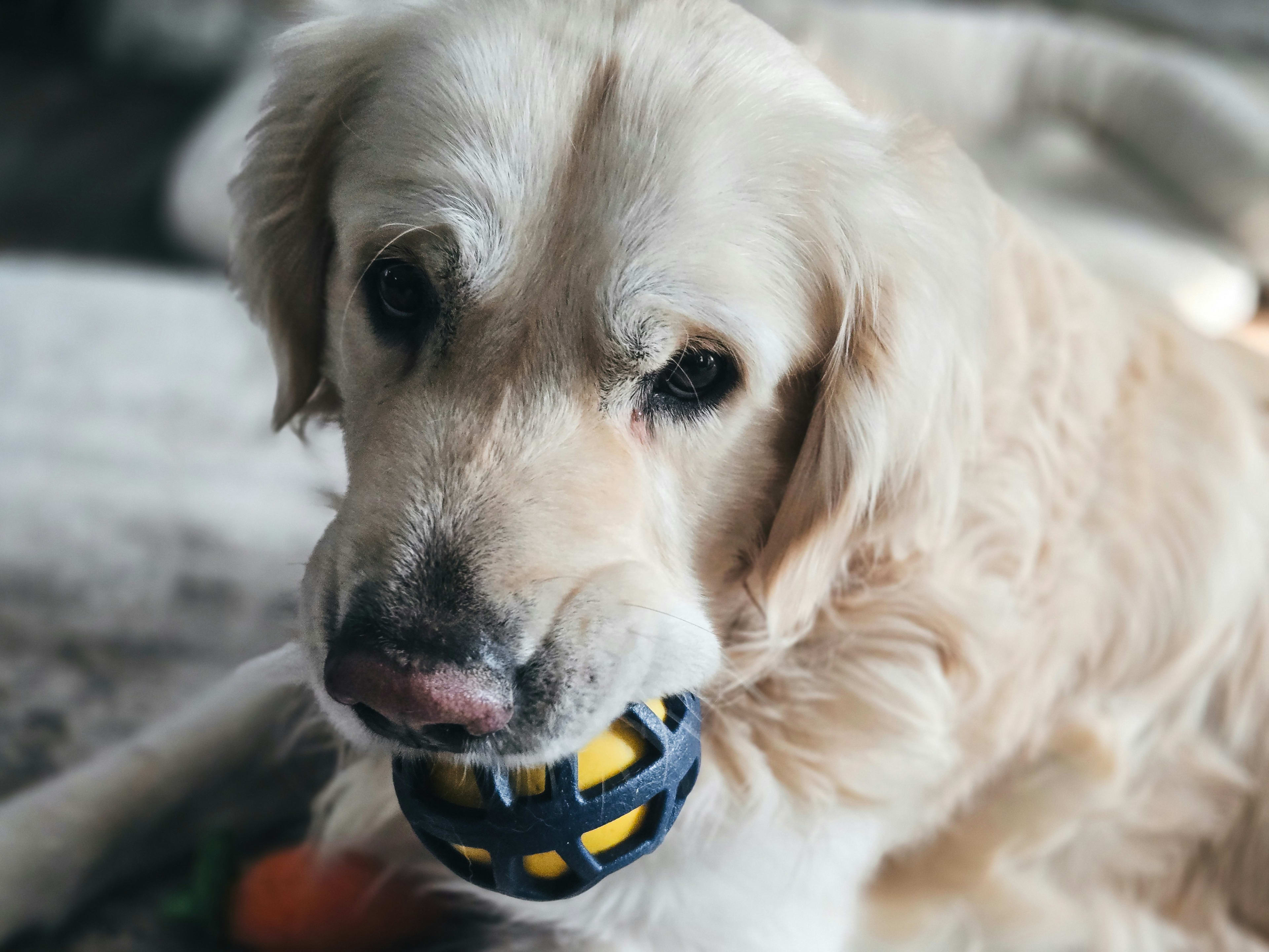 Patient Golden Retriever Learns Tic-Tac-Toe in Funny Battle of Wits ...
