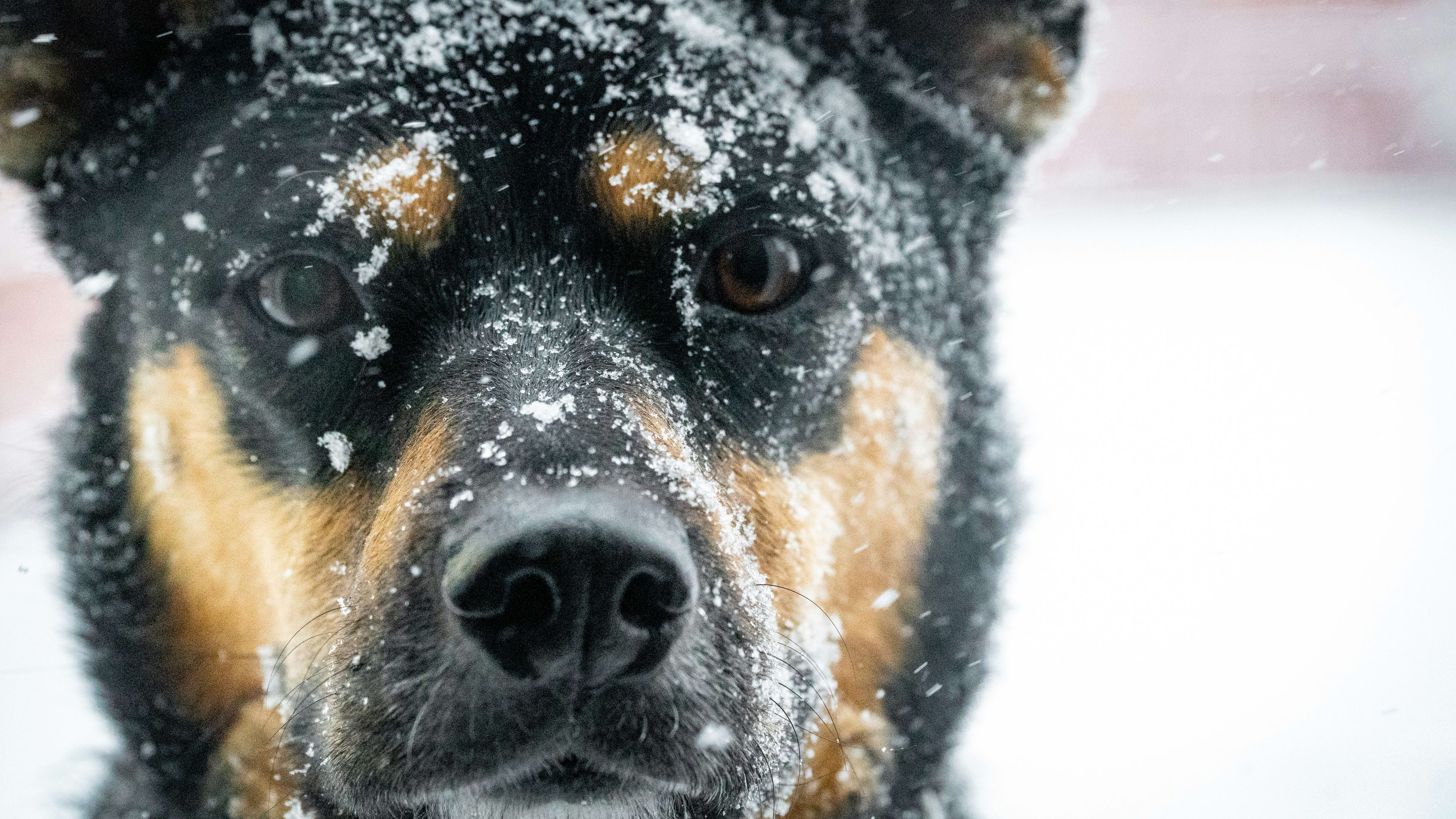 German Shepherd Just Wants To Enjoy Snow Day in Peace Despite Human's ...