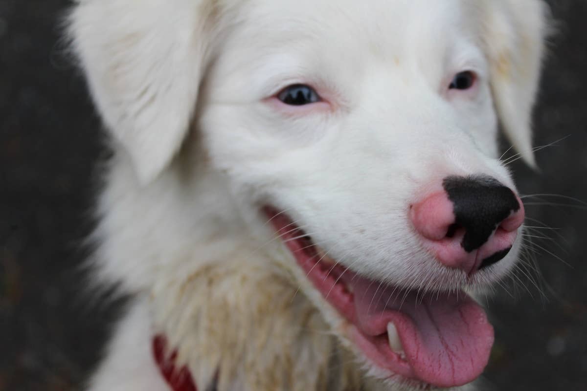 Deaf Double-Merle Australian Shepherd Forms One Thought and Immediately ...
