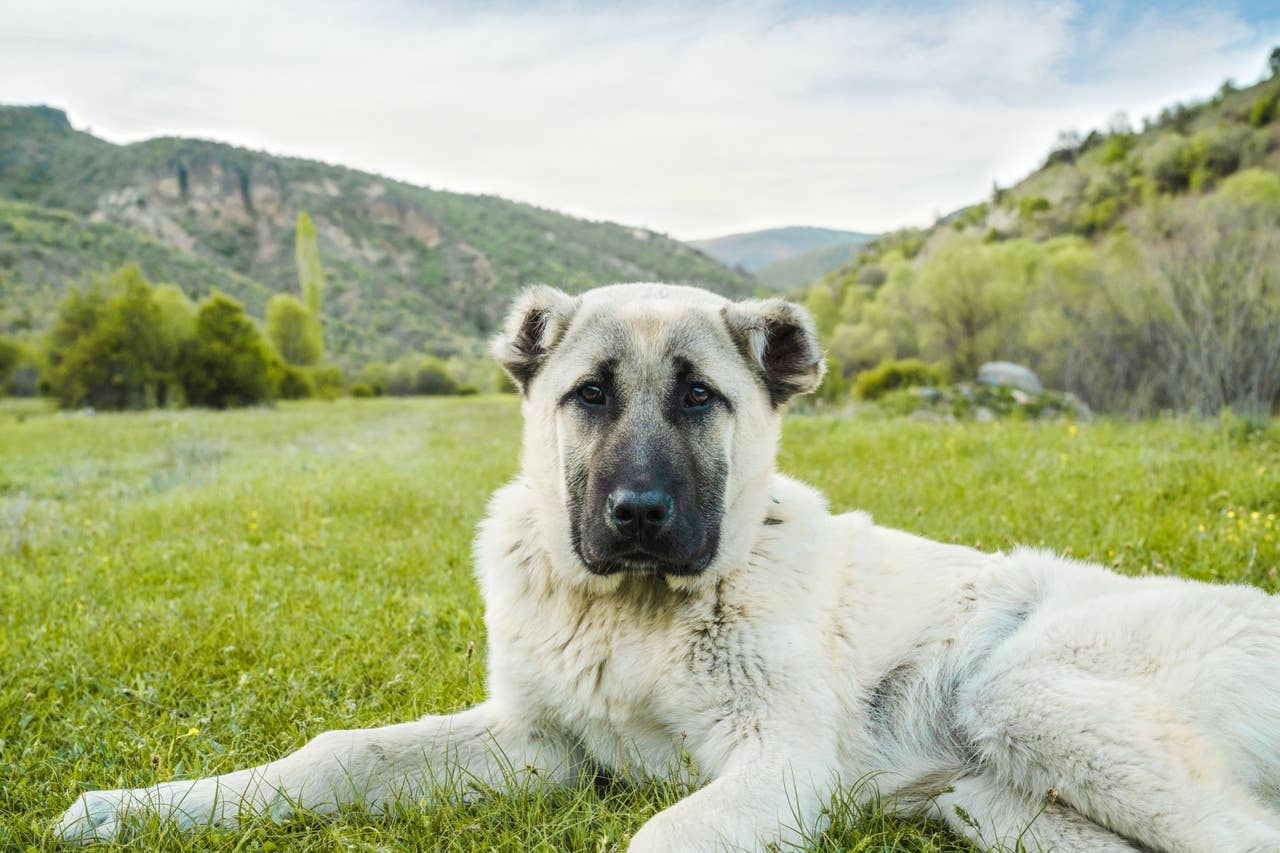 6 Dog Breeds That Are Good With Chickens (Expert-Approved) - Parade Pets