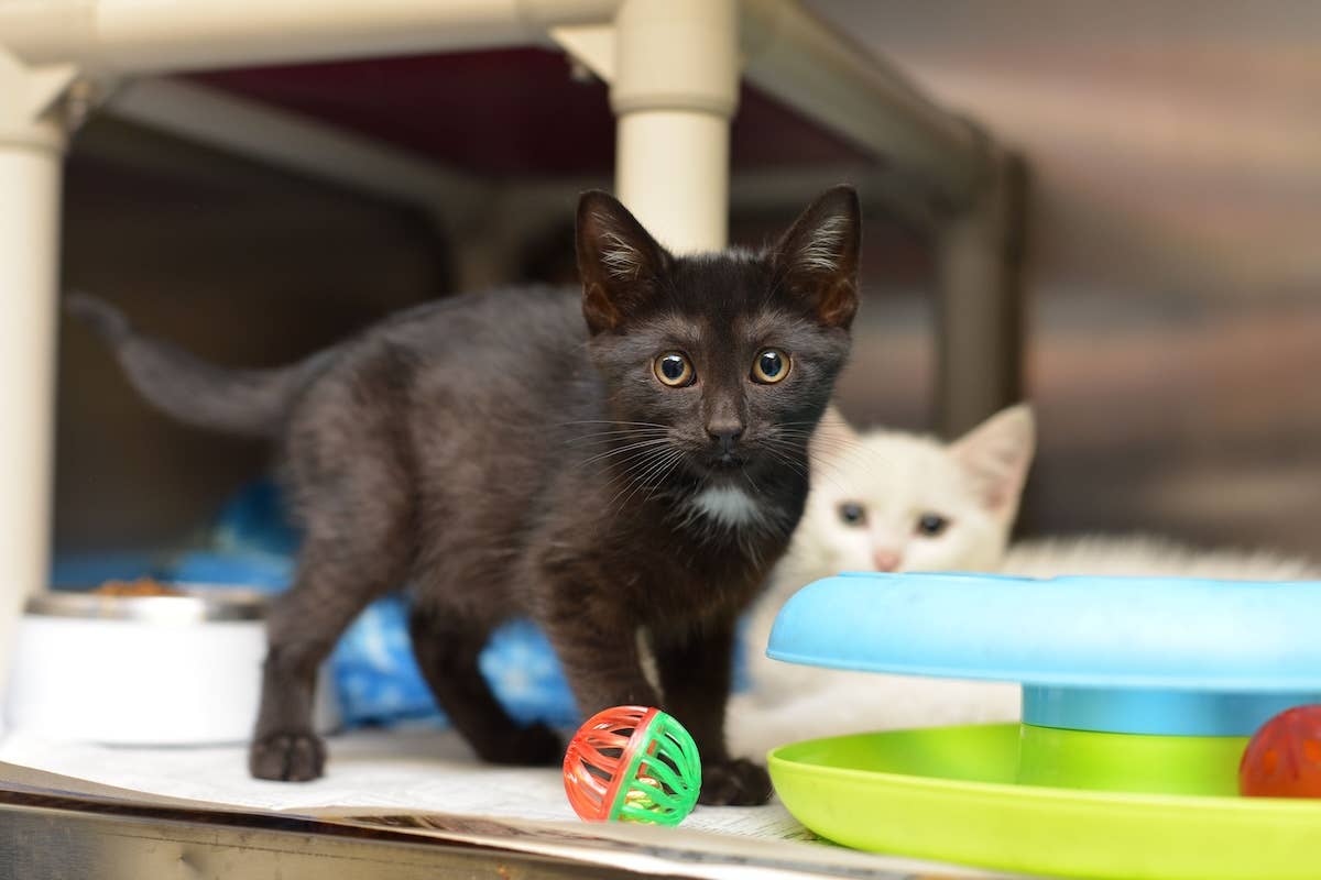 Black Kitten’s First Time on a Slide Is Playground Paradise - Parade Pets