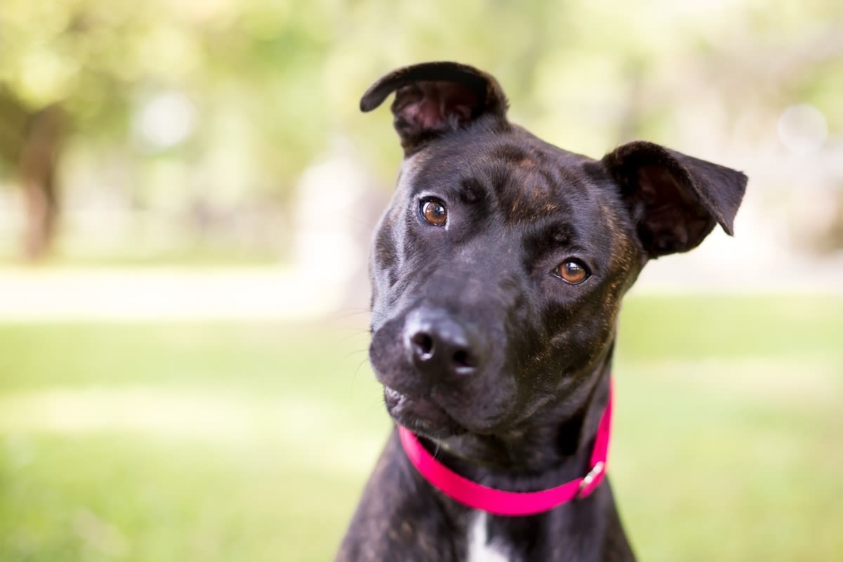 Rescue Dog Has a Quirky Habit He Does Completely Backwards - Parade Pets