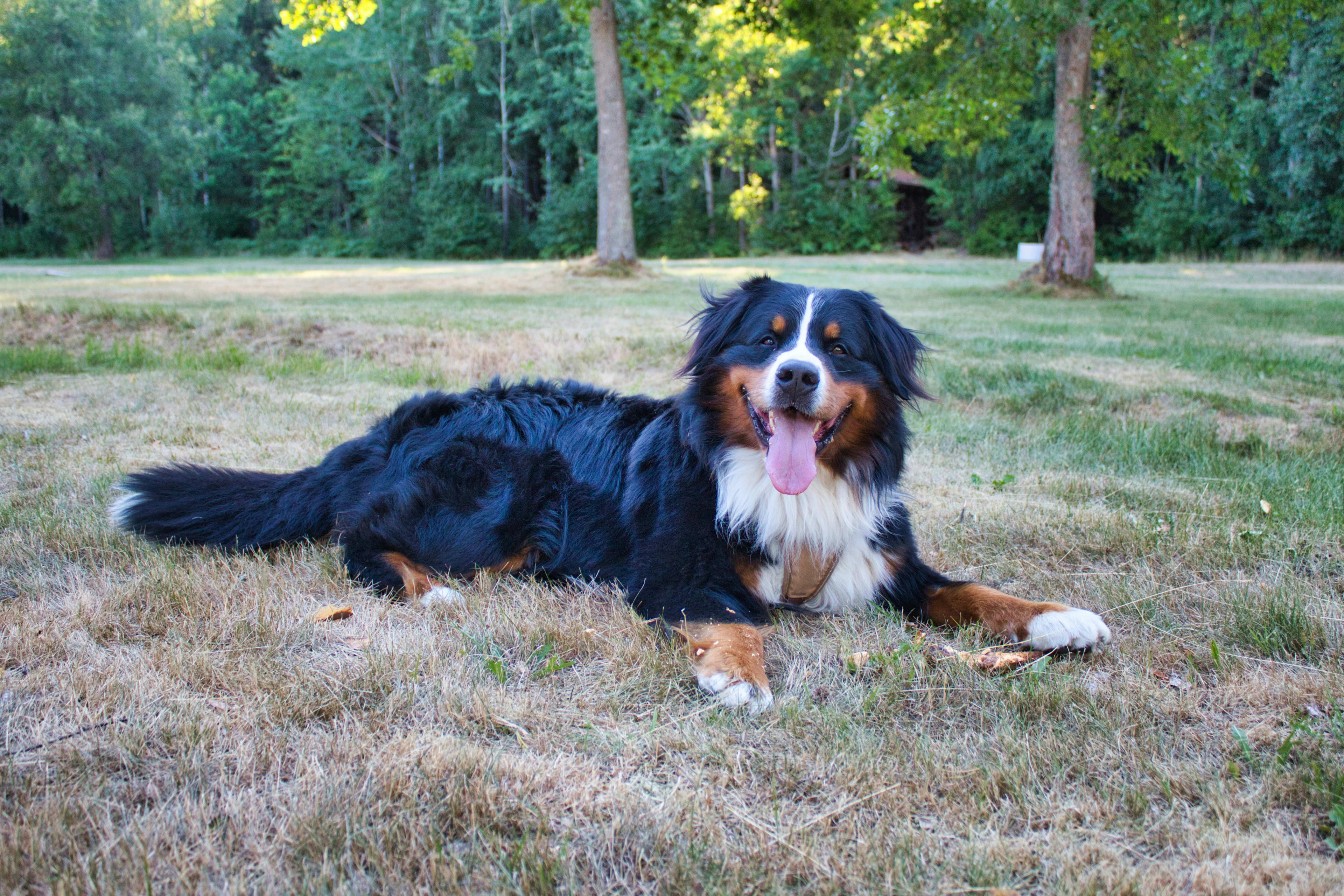 Bernese Mountain Dog Puppy's Huge Paws Were 'Made for Drumming' and We ...