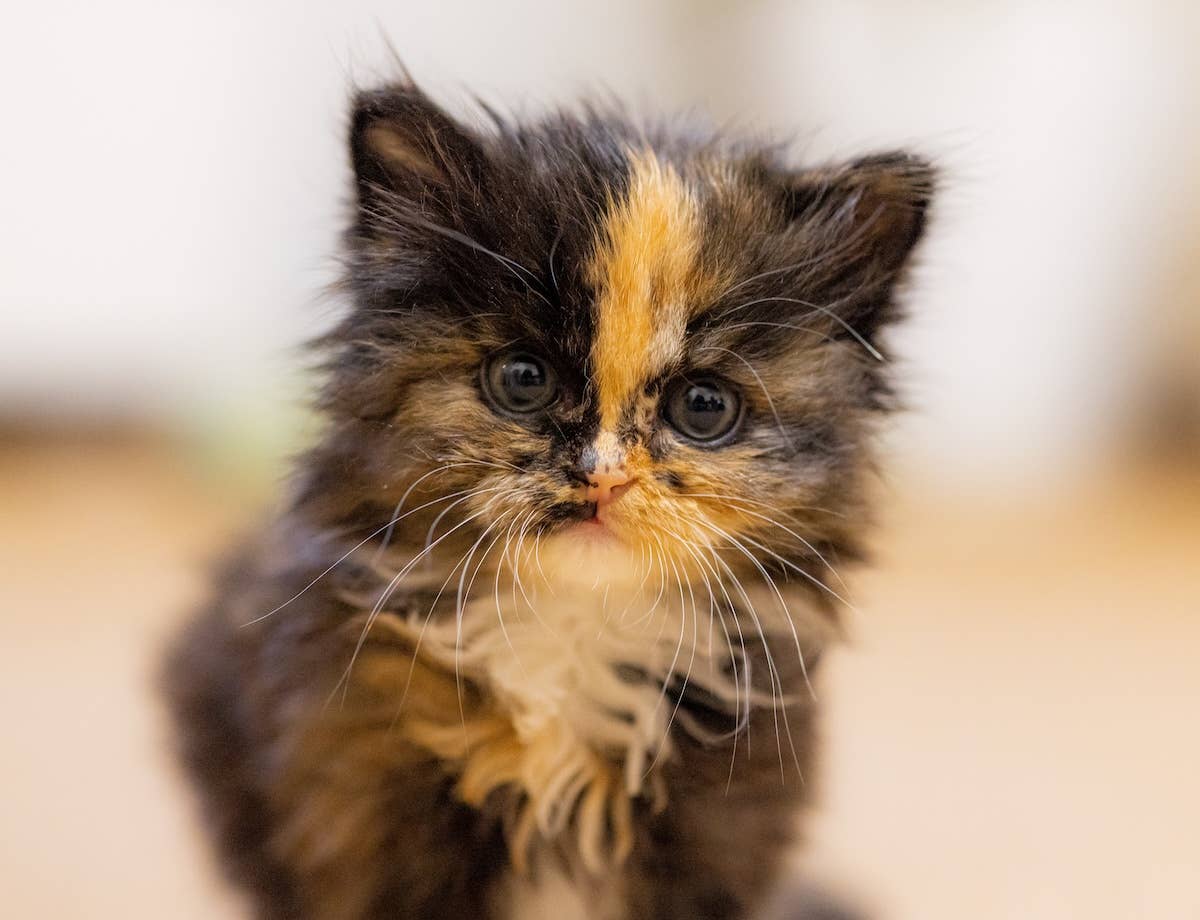 Perfect Half Black, Half Orange Tortoiseshell Kitten Has the Cutest ...