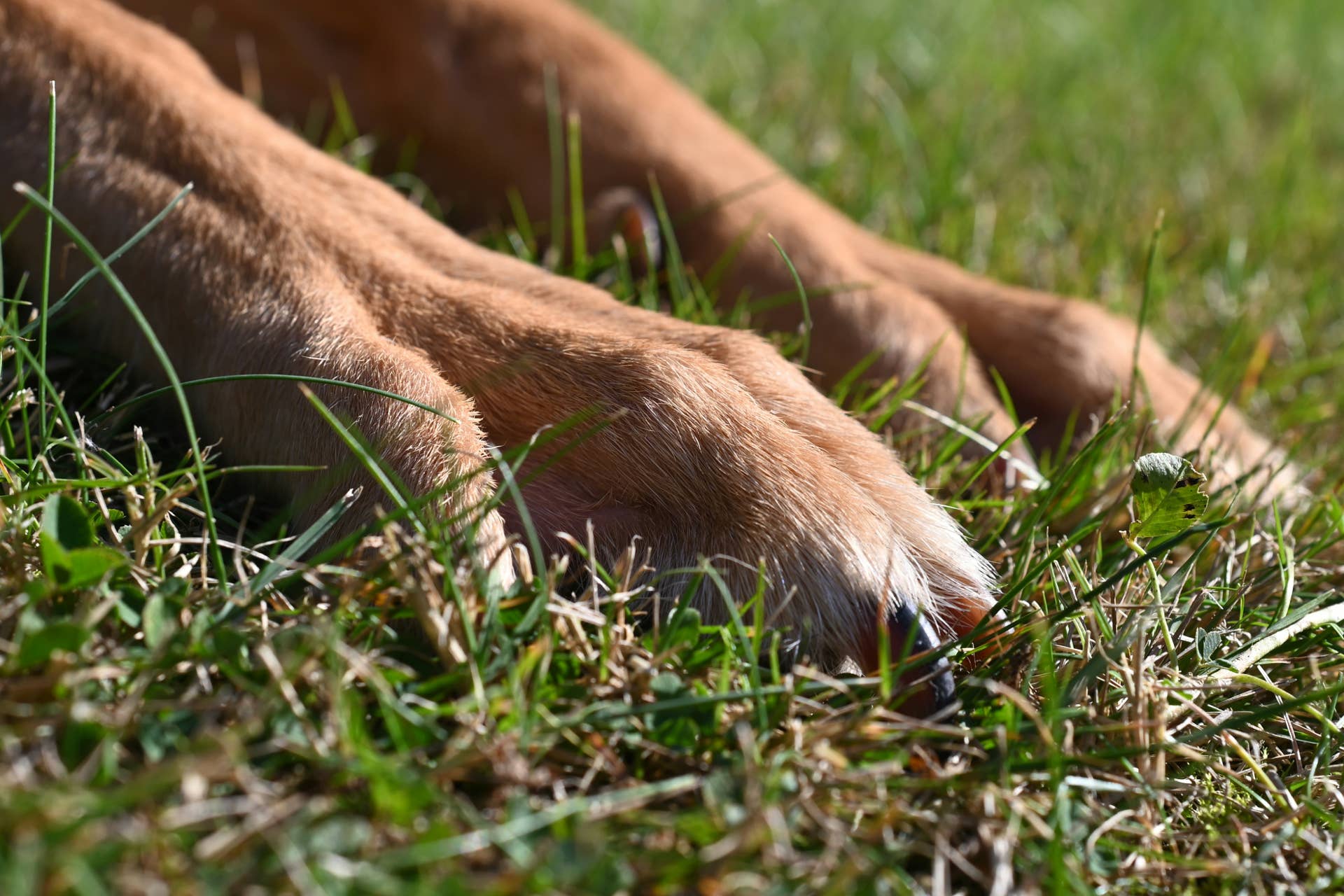 Senior Rescue Dachshund Frolicking With Lemons Will Warm Your Heart ...