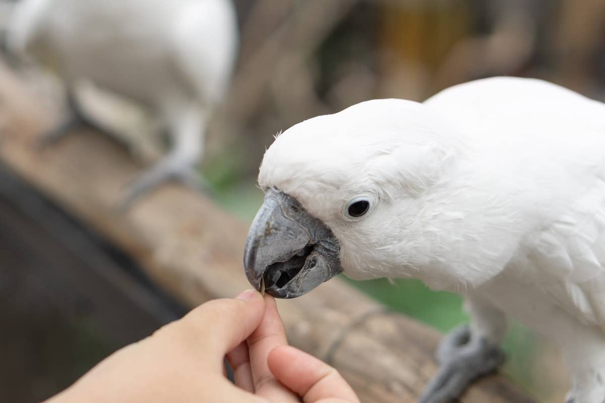 Cockatoo Who’s Just ‘Here for the Chocolate’ Is So Relatable - Parade Pets
