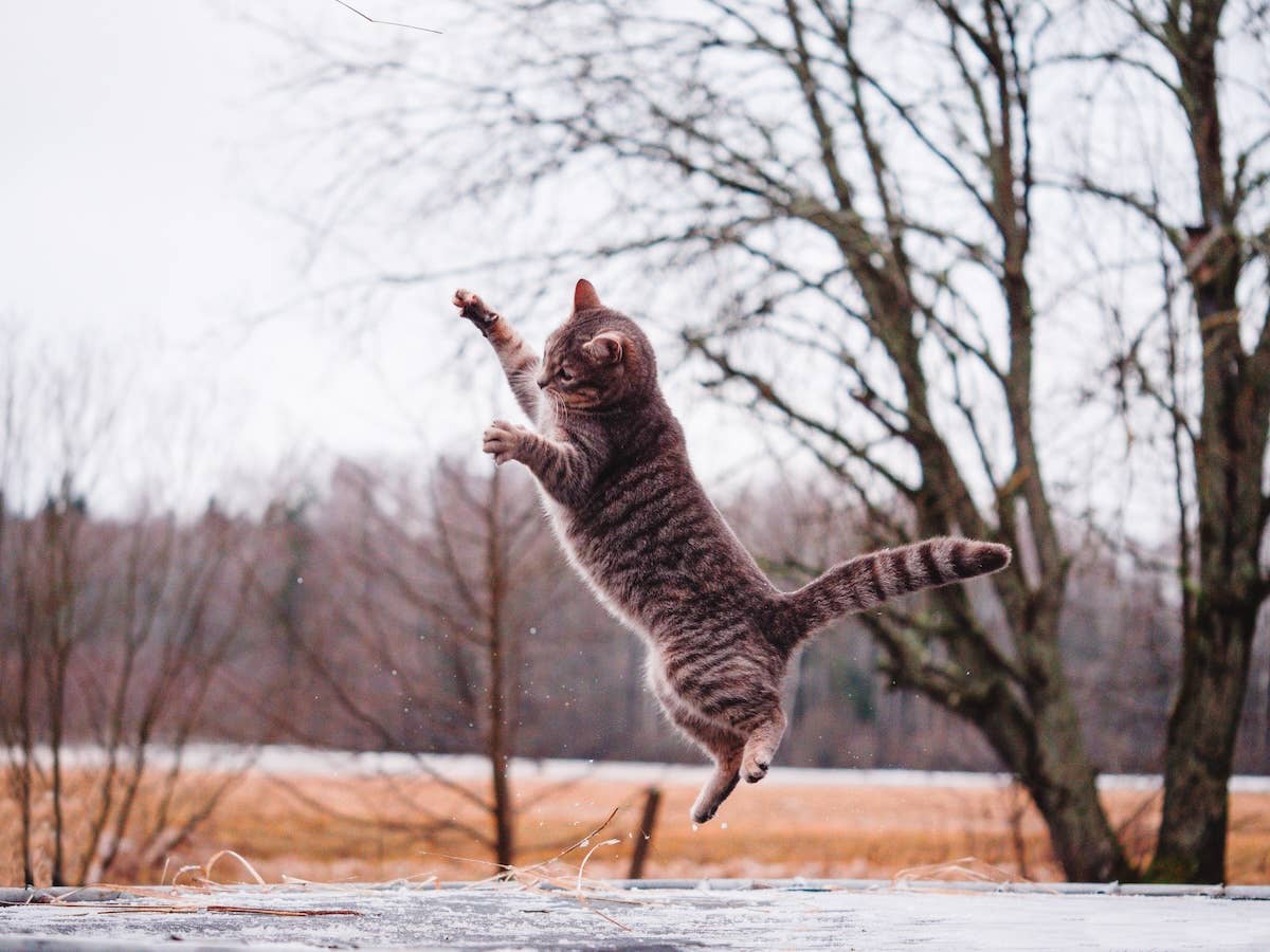 Tabby Cat Begs Mom To Jump on the Trampoline Just Like a Little Kid ...