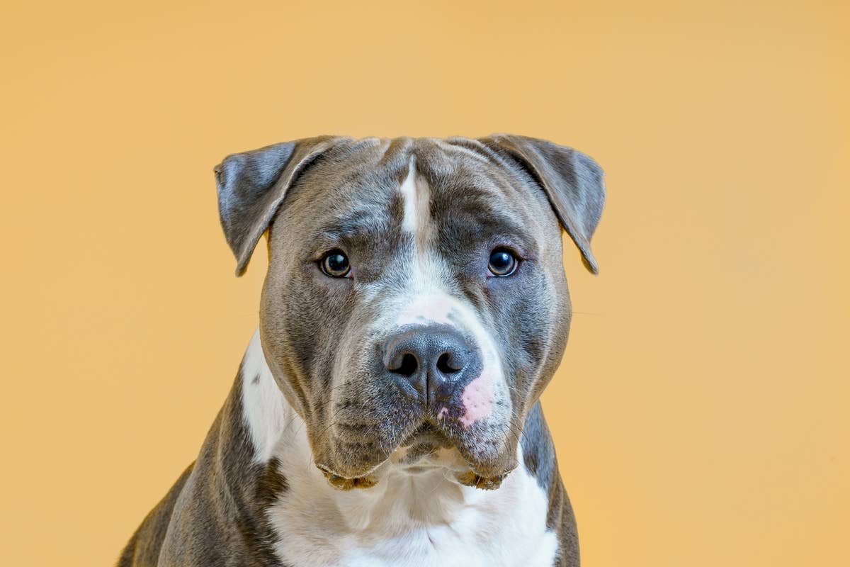 Rescue Staffy Sad 'His' Christmas Tree Disappeared Gets Heartwarming ...