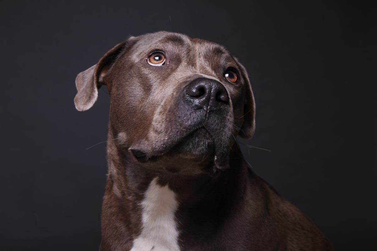 Rescue Staffy Sad 'His' Christmas Tree Disappeared Gets Heartwarming ...