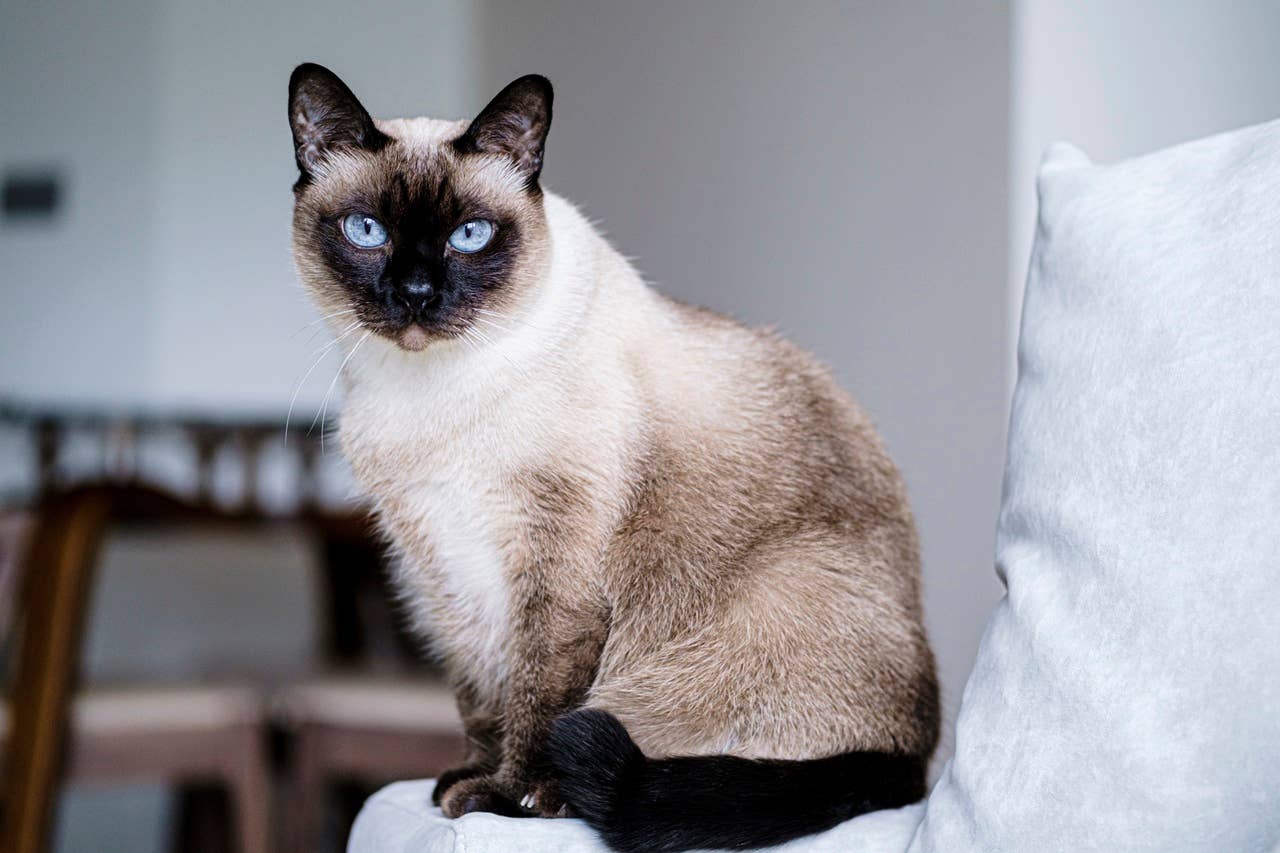 7 of the Prettiest Cat Breeds You'll Ever Meet, Say Experts - Parade Pets