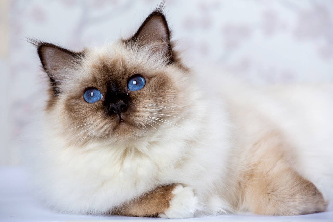 7 of the Prettiest Cat Breeds You'll Ever Meet, Say Experts - Parade Pets