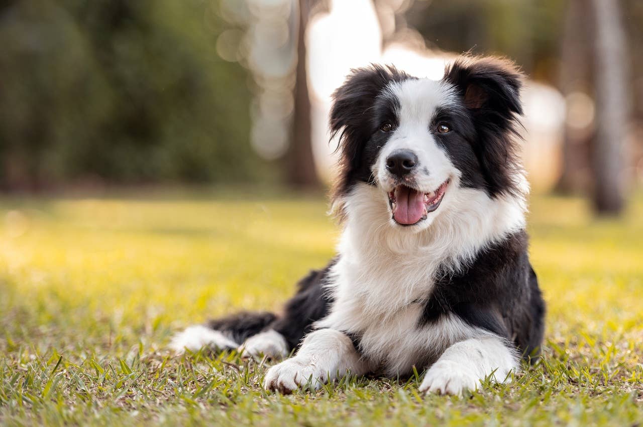 The 7 Most Friendly and Kind Dog Breeds, According to Vets - Parade Pets
