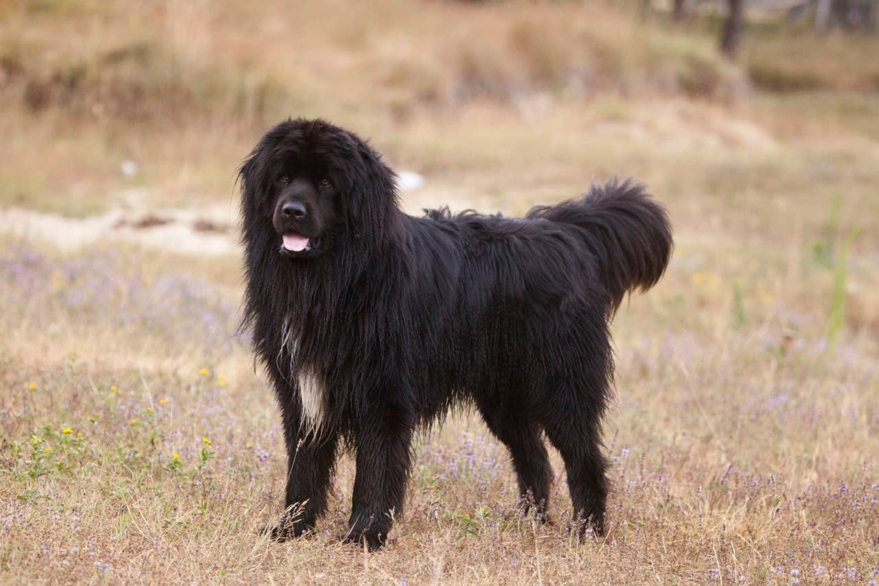The 7 Most Friendly and Kind Dog Breeds, According to Vets - Parade Pets