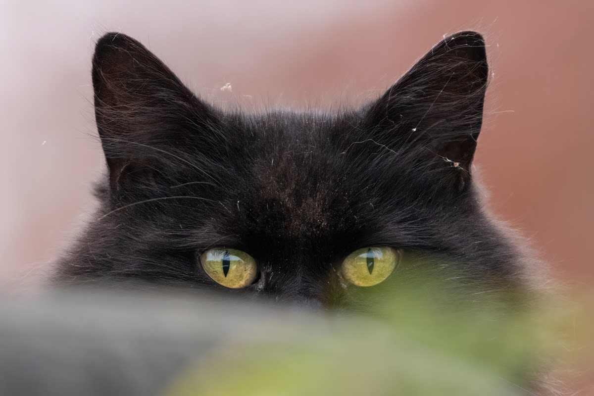 Stunning Black Maine Coon Kitten Is the Cutest 'Werewolf Pup' We've ...