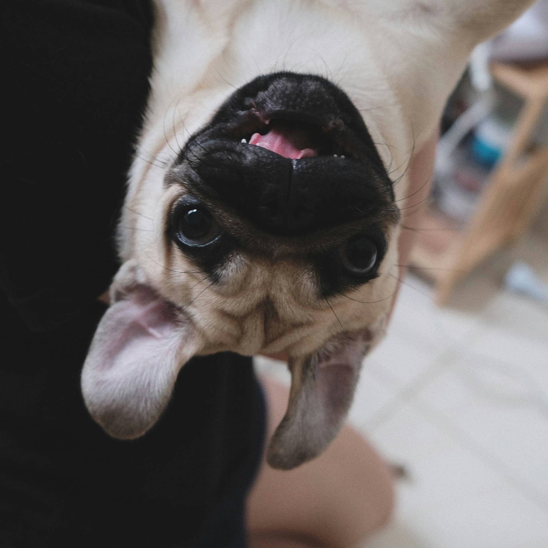Baby Does First 'Gut Laugh' Thanks to Pugs' 'Scandalous' Behavior and ...