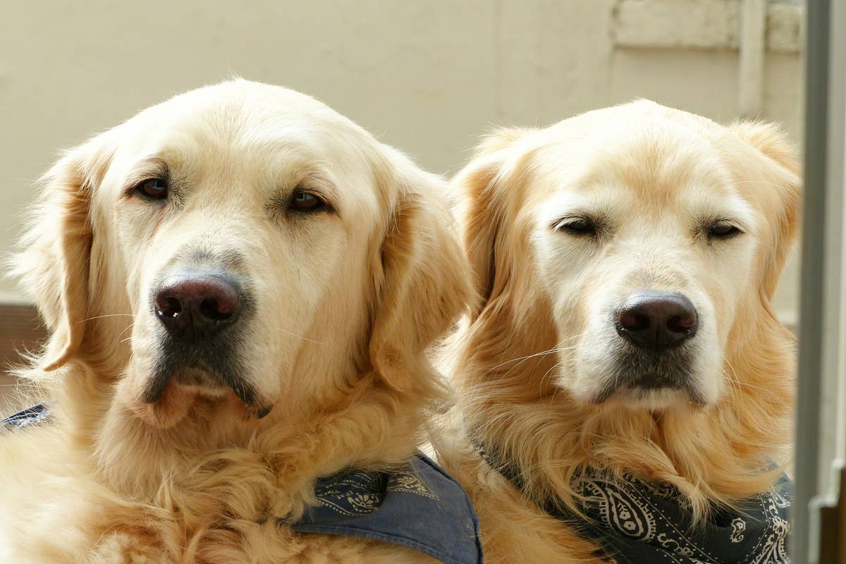 'Menace' Golden Retriever Duo Steals Mom's Groceries Like the Cutest ...