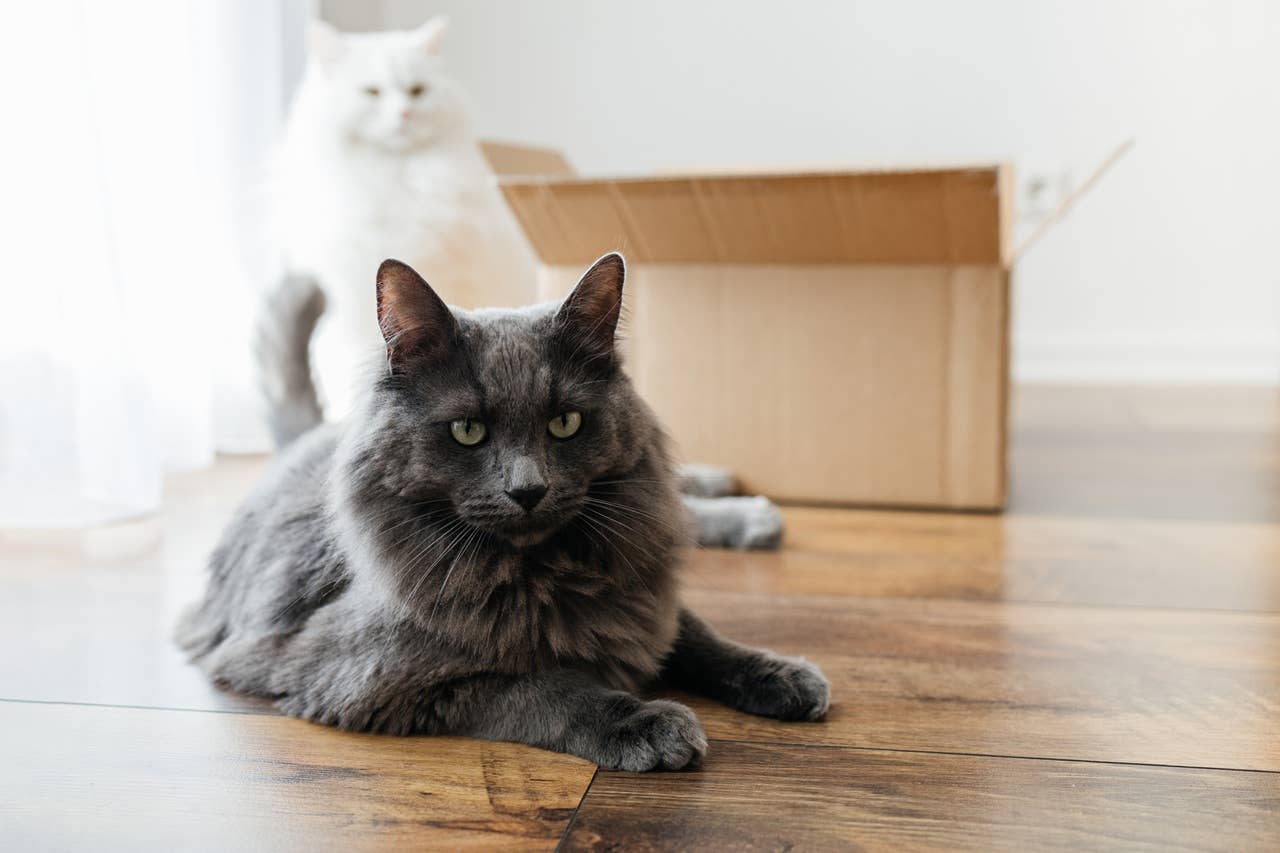 7 Signs Your Cat Won’t Do Well With Another Cat, Says a Vet - Parade Pets