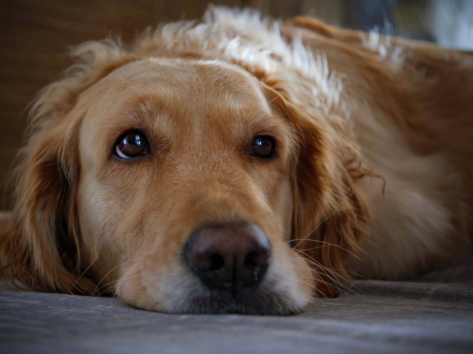 Golden Retriever Is So Sad, Not Even the Promise of Dinner Can Cheer ...