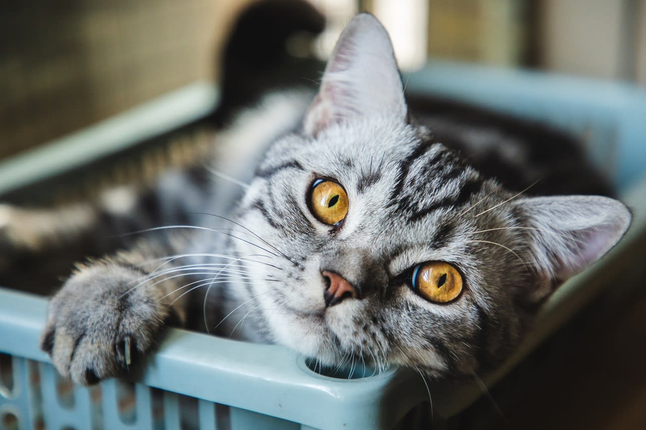 The 6 Most Common Cat Breeds Found in Shelters is Shocking - Parade Pets