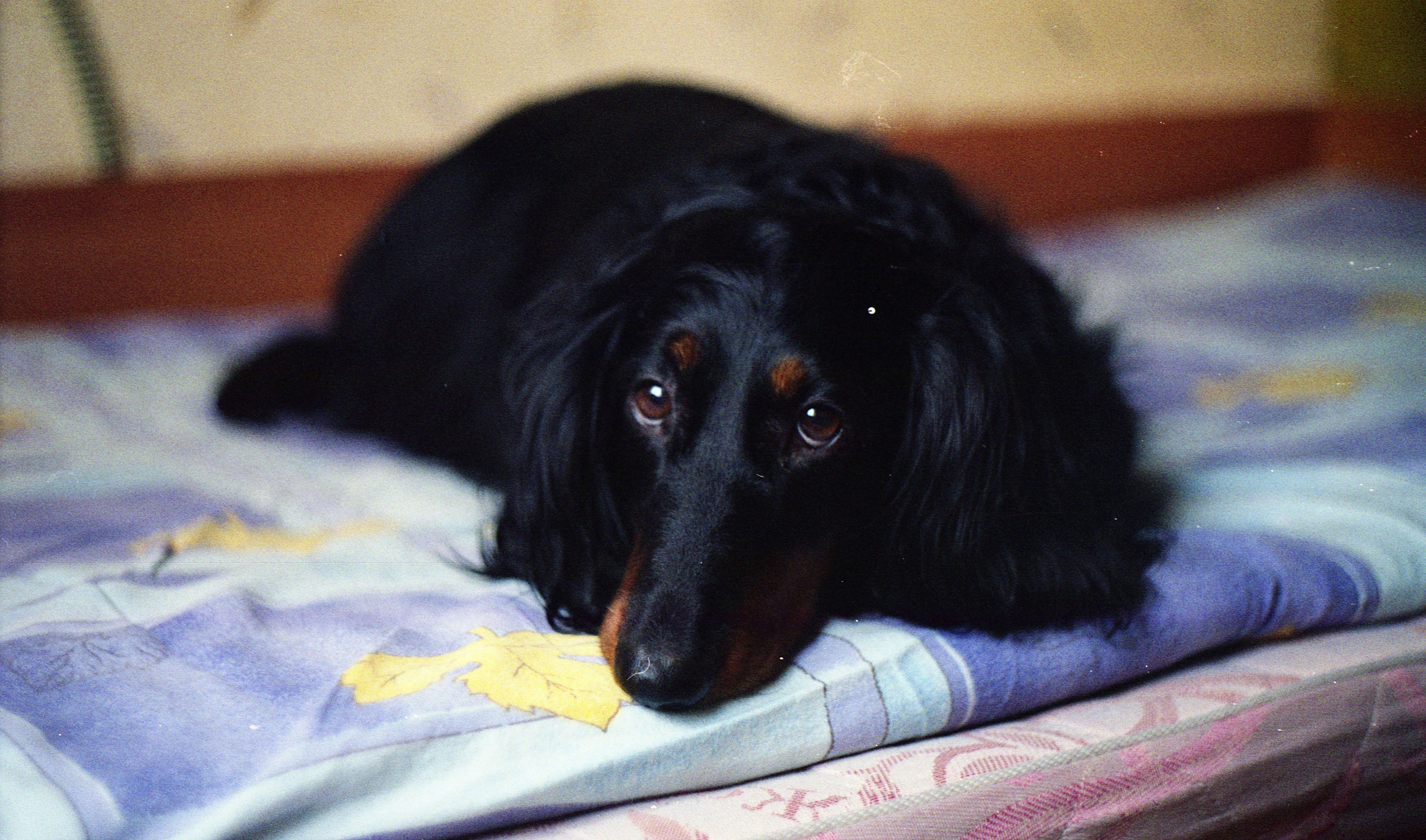 Senior Dachshund Attempts To Communicate Through 'Interpretive Dance ...